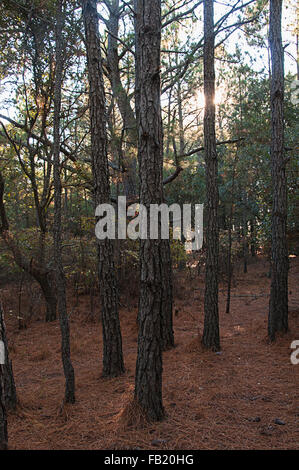 Trees in the Currituck National WIldlife Refuge in the Outer Banks of ...