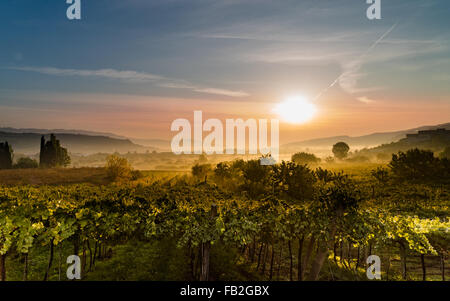 vineyard in sun, with mist in the morning Stock Photo - Alamy
