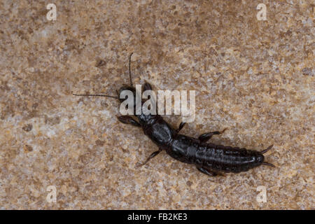 Webspinner, Tarsenspinner, Embiid, Fersenspinner, Embien, Fussspinner ...