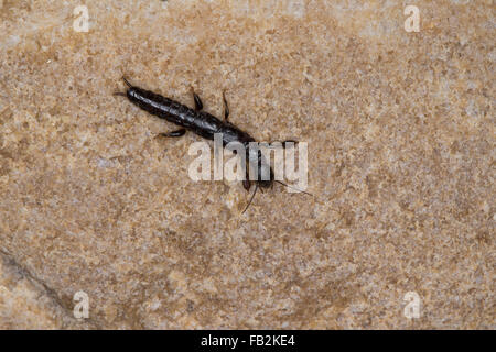 Webspinner, Tarsenspinner, Embiid, Fersenspinner, Embien, Fussspinner ...