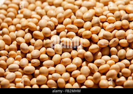 stock images of the soya bean Stock Photo - Alamy