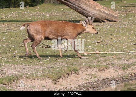 Male Indian hog deer (Axis Porcinus, Hyelaphus porcinus), native from ...