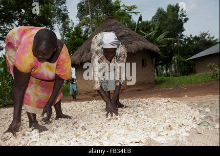 Kenyan women drying cassava on ground outside their homes, Bumala ...
