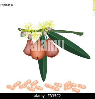 Vector Illustration of Java Apple Fruit Character with cute face ...