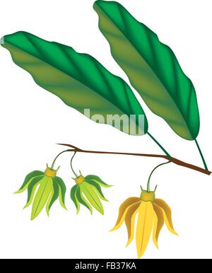 Cambodia Flower, Illustration of Rumdul Flowers or Mitrella Mesnyi ...