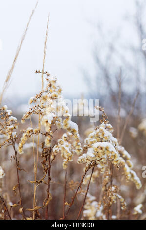 Closeup of snow covered dry grass in winter. Frozen dead wild plants ...