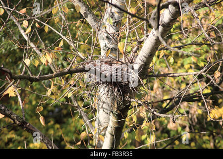 convolute nest on tree Stock Photo - Alamy