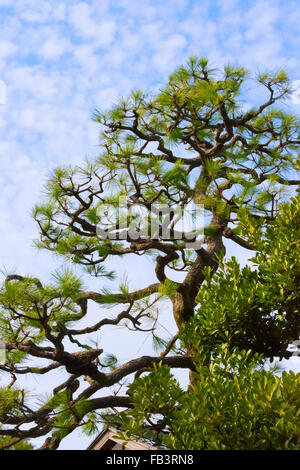 Tree or pine against the blue sky Stock Photo - Alamy