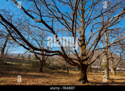 Forest with centennial very large oak trees in the autumn Stock Photo ...