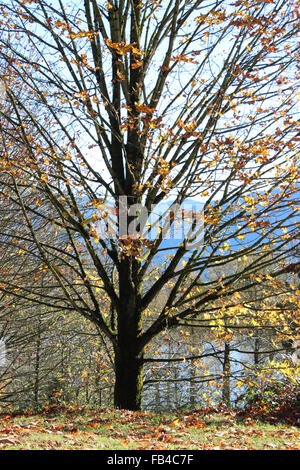 Autumn maple tree with big golden and green leaves in sunny forest ...
