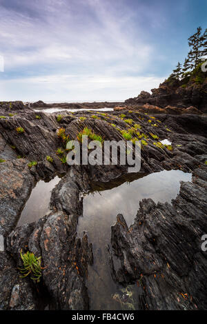 Botany Beach, Pacific Rim Nationalpark, Vancouver Island, British ...