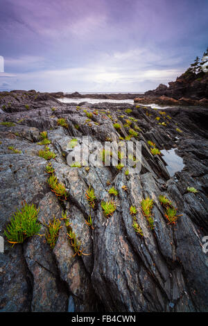 Botany Beach, Pacific Rim Nationalpark, Vancouver Island, British ...