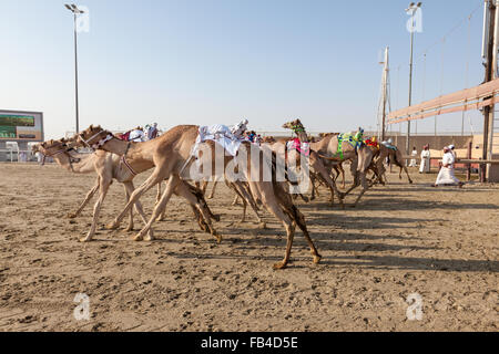 Camel race in Doha, Qatar Stock Photo - Alamy
