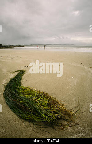 Schooner Beach, Pacific Rim Nationalpark, Vancouver Island, British ...