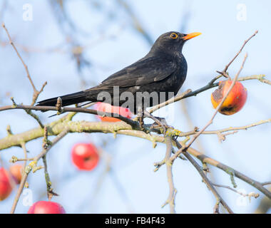 Commonb blackbird sitting in an apple tree Stock Photo - Alamy