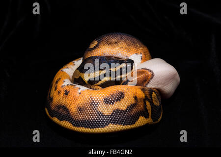 Royal Ball Python, Piebald color mutation. Isolated on black velvet ...