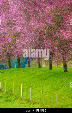 spring tree blossoms, Vancouver Island Stock Photo - Alamy