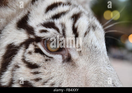 Close up of the eye of a white Bengal Tiger Stock Photo - Alamy
