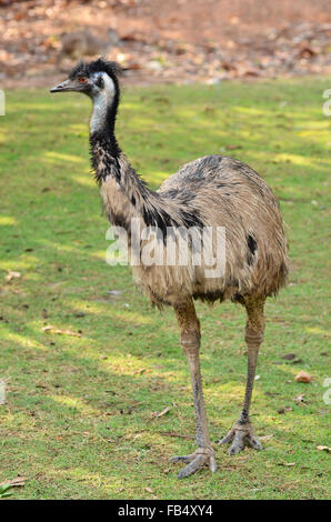 an australian emu walking along Stock Photo - Alamy