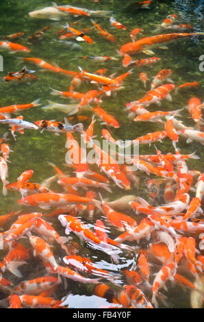 group of japanese fancy crap Stock Photo - Alamy