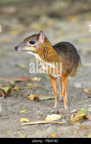 lesser mouse deer (Tragulus javanicus Stock Photo - Alamy