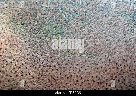 Hippo skin texture background, Hippopotamus Stock Photo - Alamy