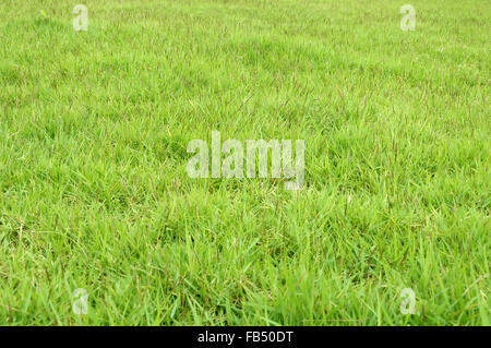 Fresh green grass lawn meadow texture on field background Stock Photo ...