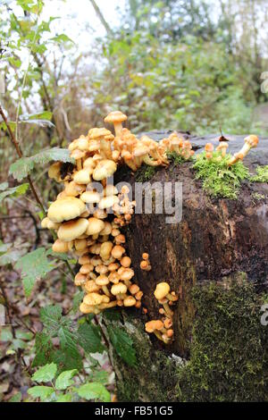 Mysterious wild mushroom and fungus grow on moss and tree bark ...
