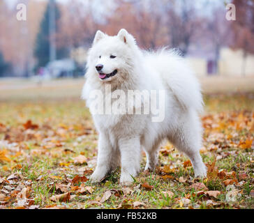 Young samoyed dog in autumn park Stock Photo - Alamy