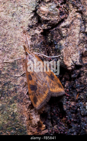 Rusty Dot Pearl (Udea ferrugalis Stock Photo - Alamy