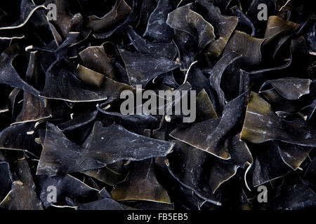 Dried kombu seaweed Japanese dry kelp isolated on white background ...