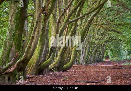 Beech Tree Avenue, Sussex Stock Photo - Alamy