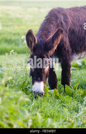 Portrait of a domestic donkey (Equus asinus) eating grass, captive ...