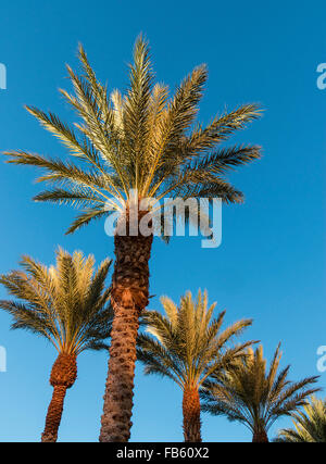 Palm trees in the desert, Nevada, USA. Instagram retro style processing ...