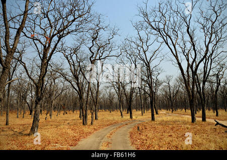 Mopane forest (Colophospermum mopane Stock Photo: 32281817 - Alamy