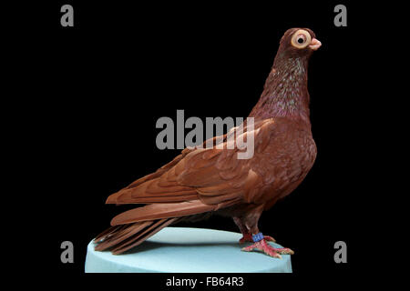 A short-beaked (short-faced) budapest tumbler, a fancy pigeon breed ...