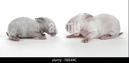 Two Himalayan rabbit kits, displaying epigenetic traits Stock Photo - Alamy