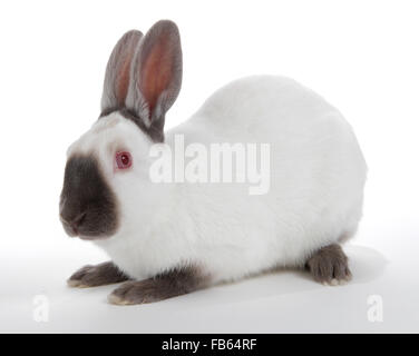 A Himalayan rabbit Stock Photo - Alamy
