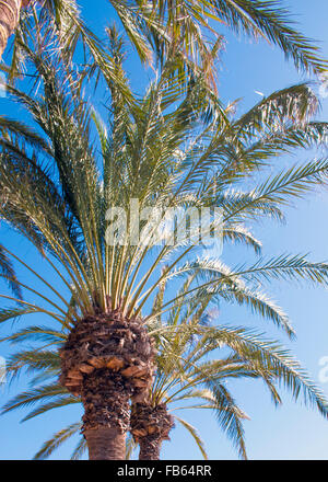 Crown of a palm tree of coconut, Tenerife, Canary islands, Spain Stock ...