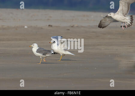 Steppe Gull (Larus (heuglini) barabensis Stock Photo - Alamy
