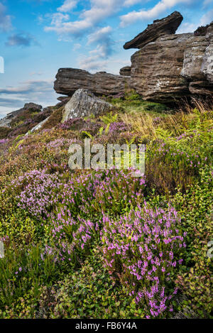 Summer heather on the slopes of Dove Crag at Simonside near Rothbury ...