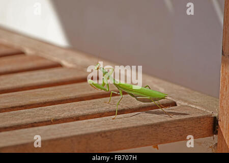 Green praying mantis (Mantis religiosa) side view on concrete surface ...