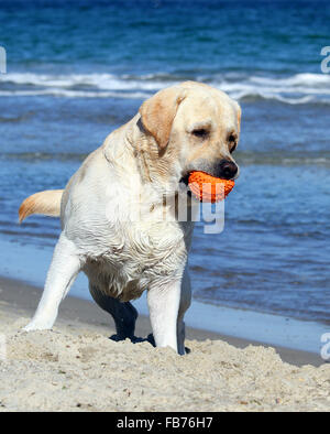 cute nice yellow labrador with orange ball Stock Photo - Alamy