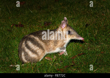 Threatened Eastern Barred Bandicoot foraging at night Stock Photo - Alamy