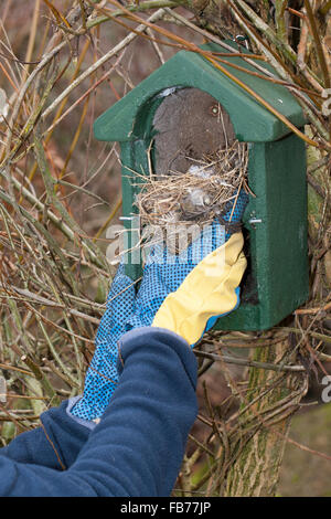 Cleaning nest box, nesting-box for birds, Germany Stock Photo - Alamy