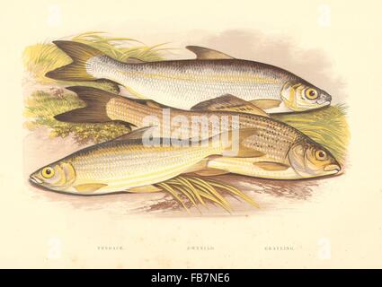 Vendace (Rarest uk fish Stock Photo: 221413751 - Alamy