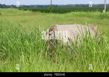 Roll bale in field overgrown with grass, hay stack as livestock forage ...