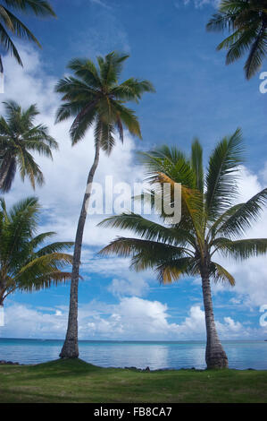 Palm Trees in Chuuk, Micronesia Stock Photo - Alamy