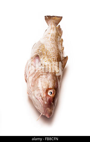 Whole large 2kg Atlantic cod (Gadus morhua) fish, Isolated on a white ...