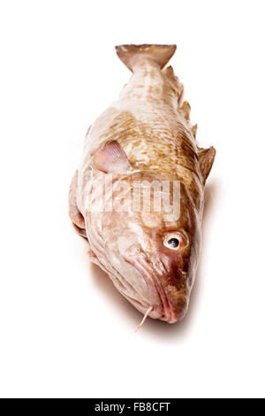 Raw cod whole fish on kitchen table. White background. Top view Stock ...